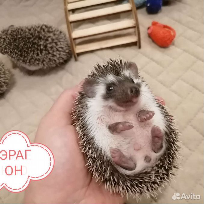 Ежонок Эрагон