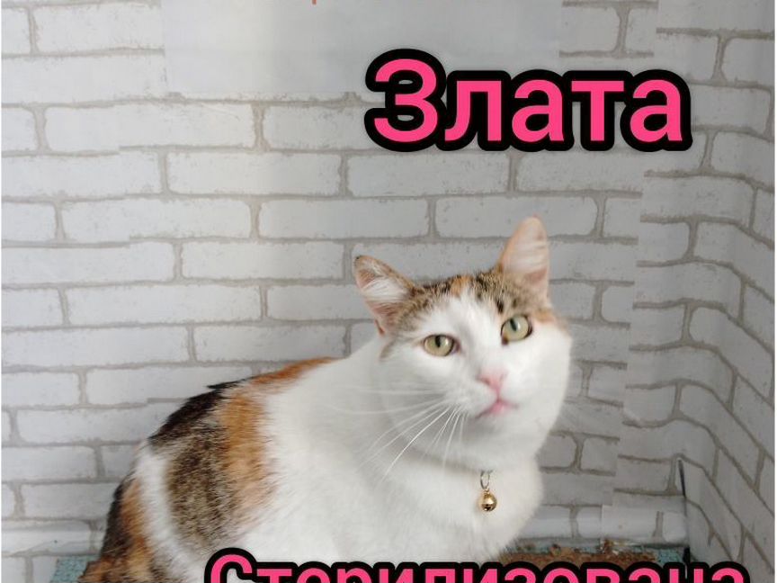 Кошка