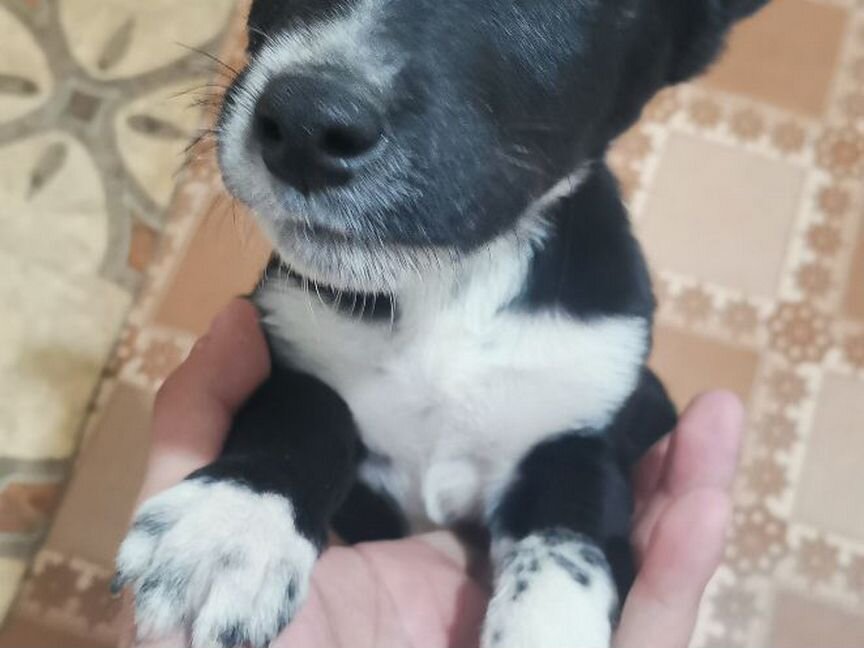 Отдам щенят в хорошие добрые руки