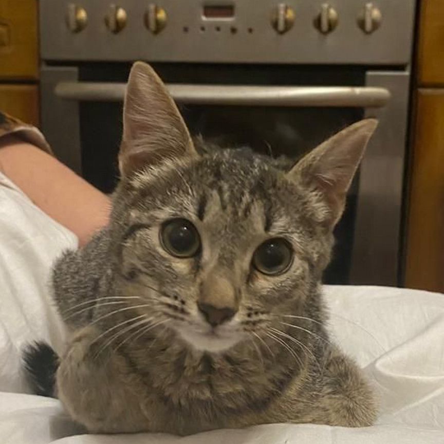 Кошечка в добрые руки