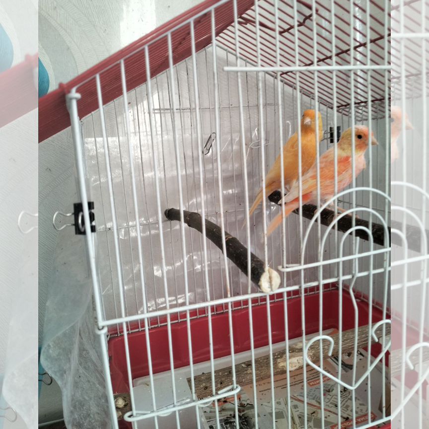 Продам канареек