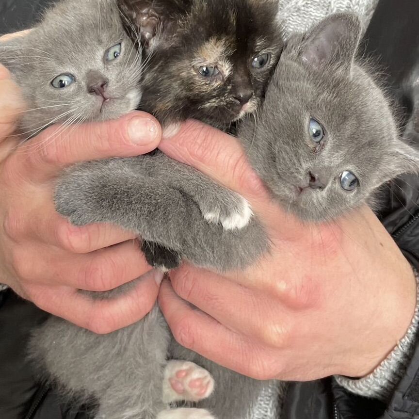 Отдам котят в добрые руки