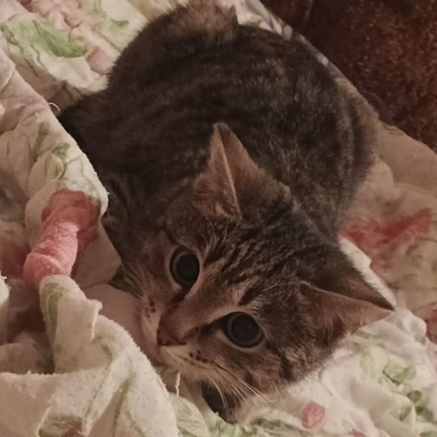 Котята в добрые руки бесплатно девочка