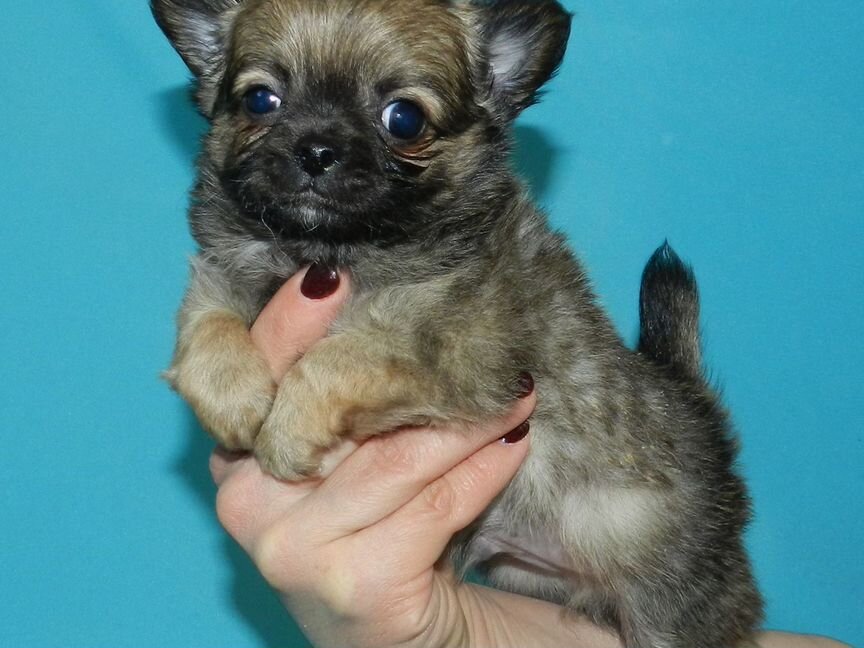 Предлагаются к резерву щенки чихуахуа