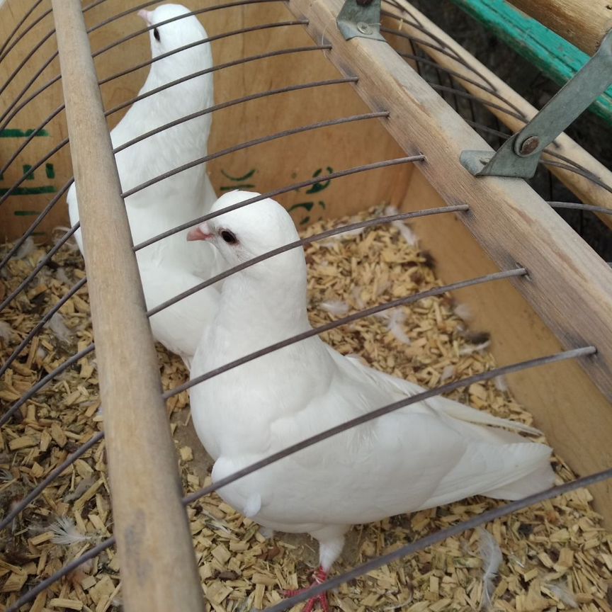 Голуби на свадьбу