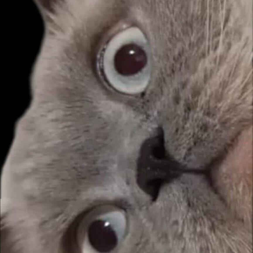 Подарю кошку