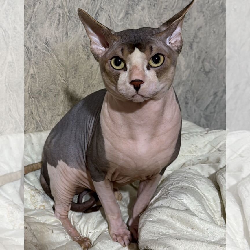 Канадский сфинкс велюр