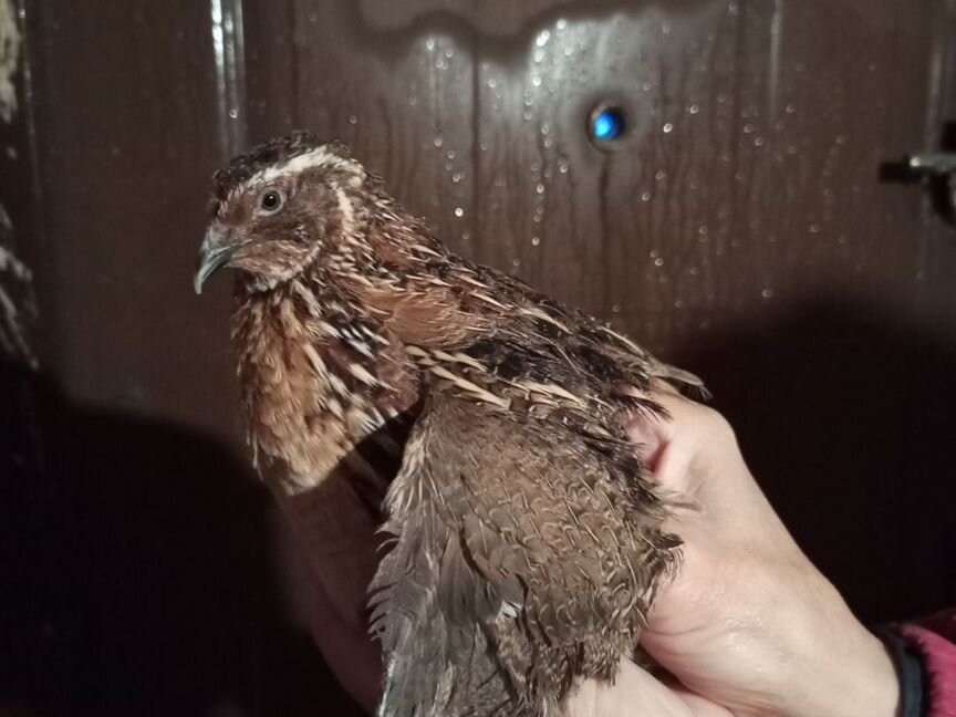 Эстонские перепела