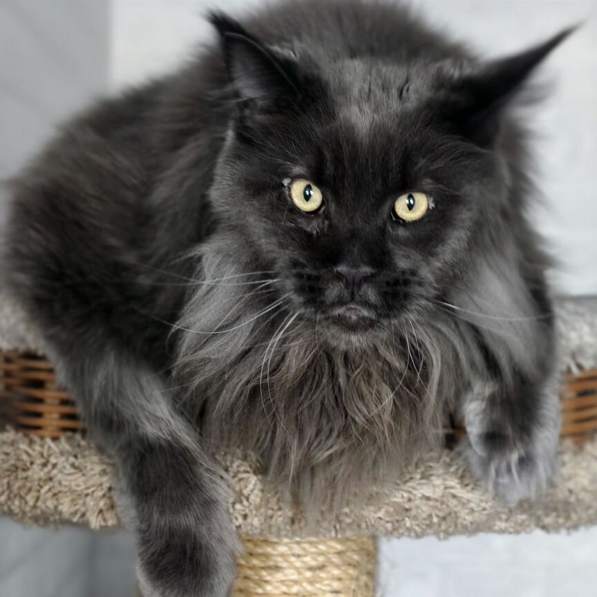 Мейн-кун в добрые руки москва