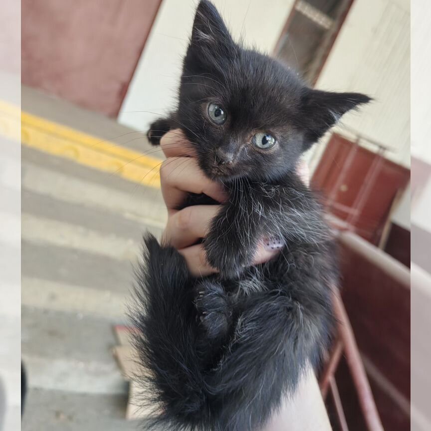 Котёнок в добрые руки