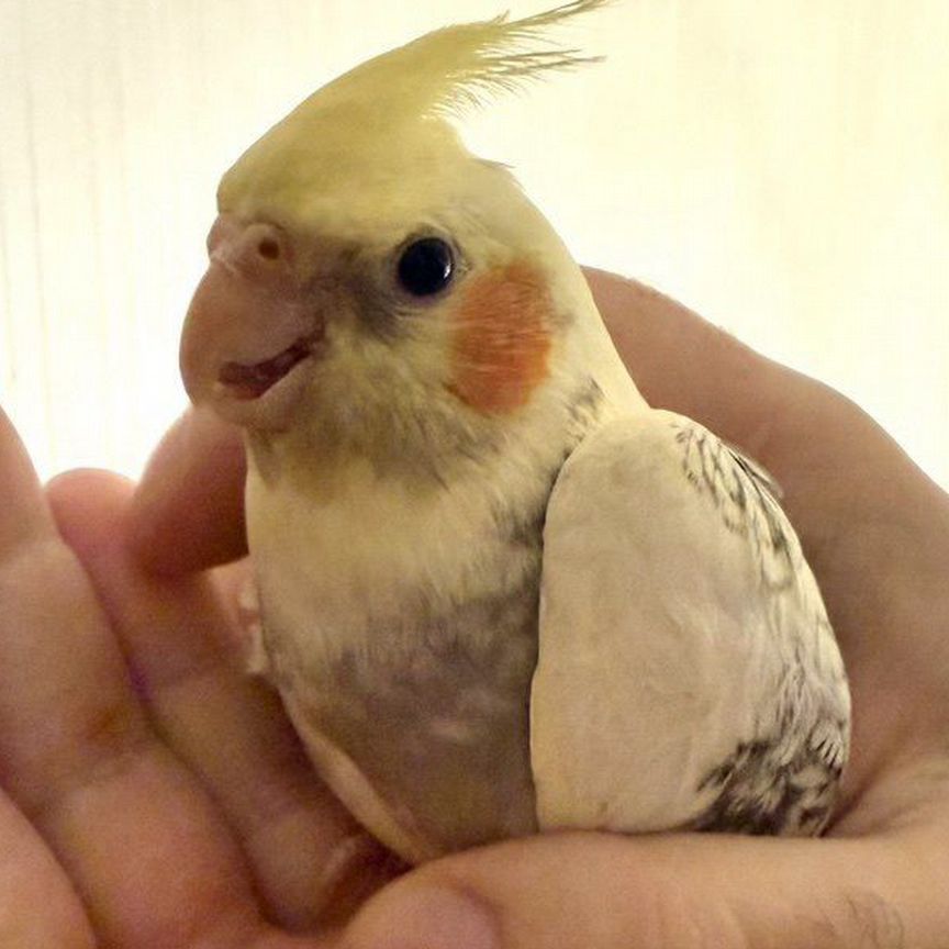 Попугай корелла