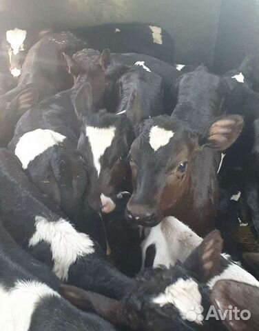 Телята бычки