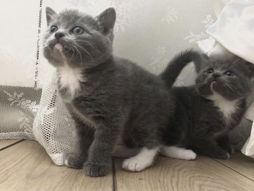 Шотландские котята плюшевые вислоухие и прямоухие