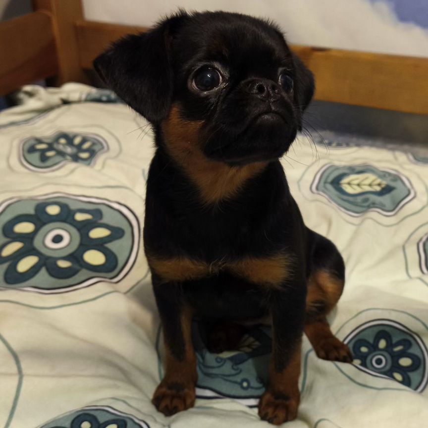 Пти-брабансон, щенок