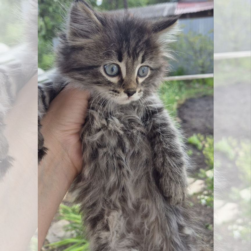 Котенок в добрые руки