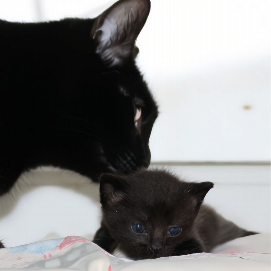 Котёнок от частного владельца