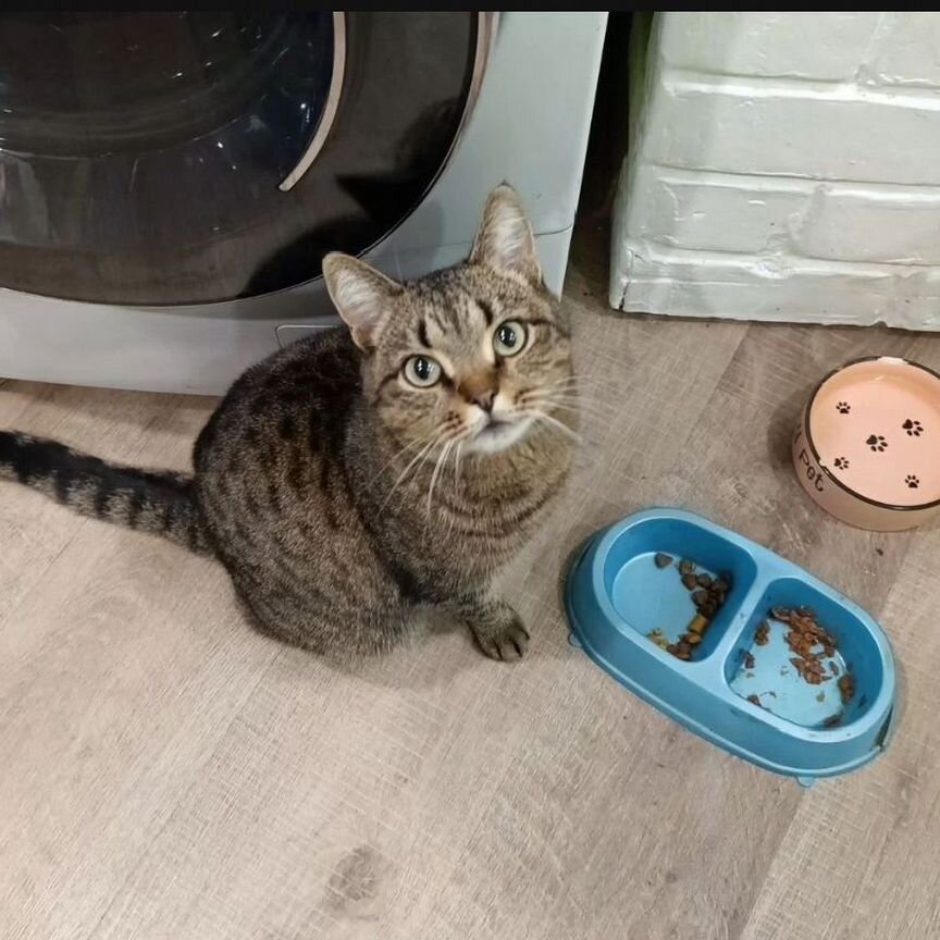 Кошка с приданным