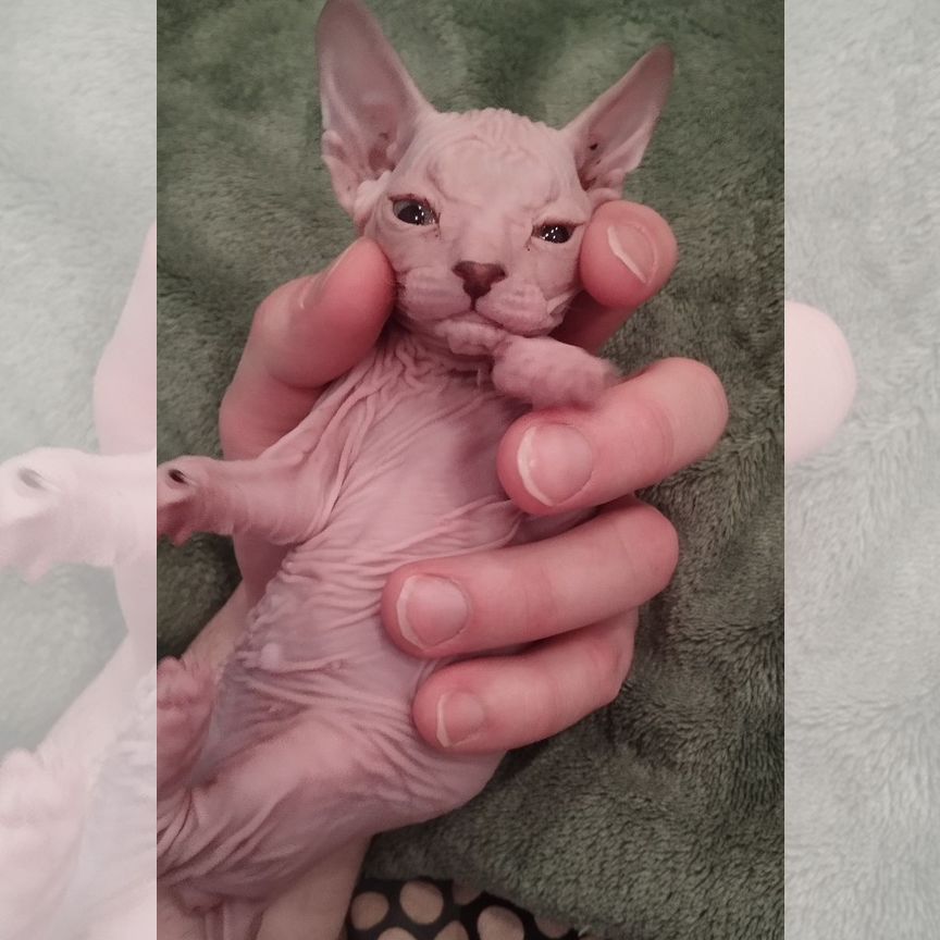 Донской сфинкс котята