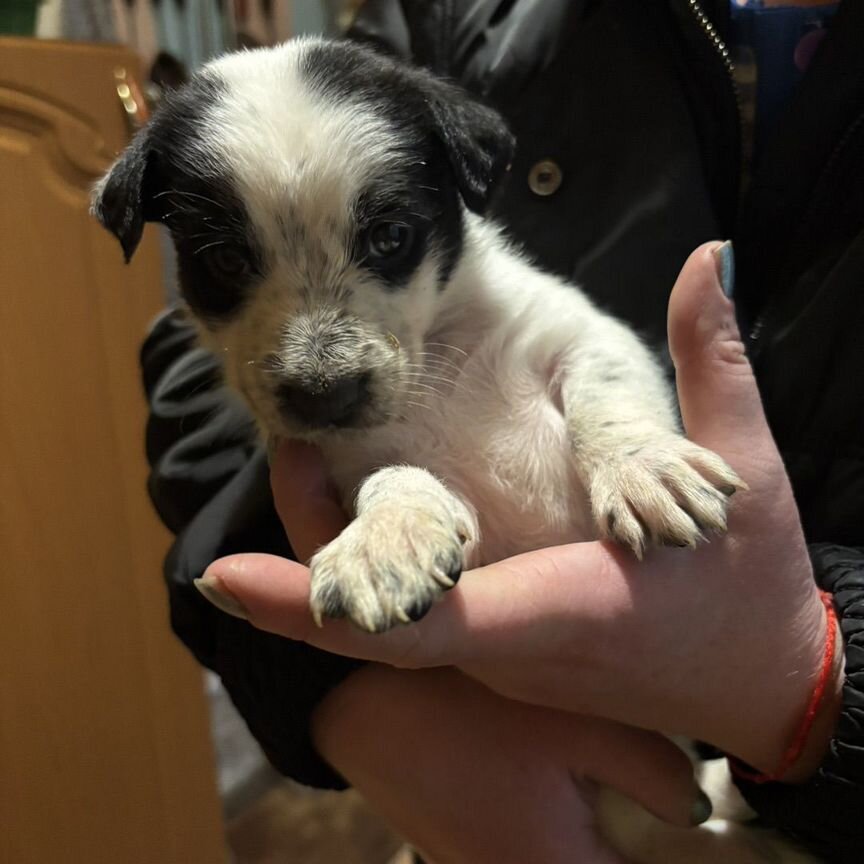 Отдам в добрые руки