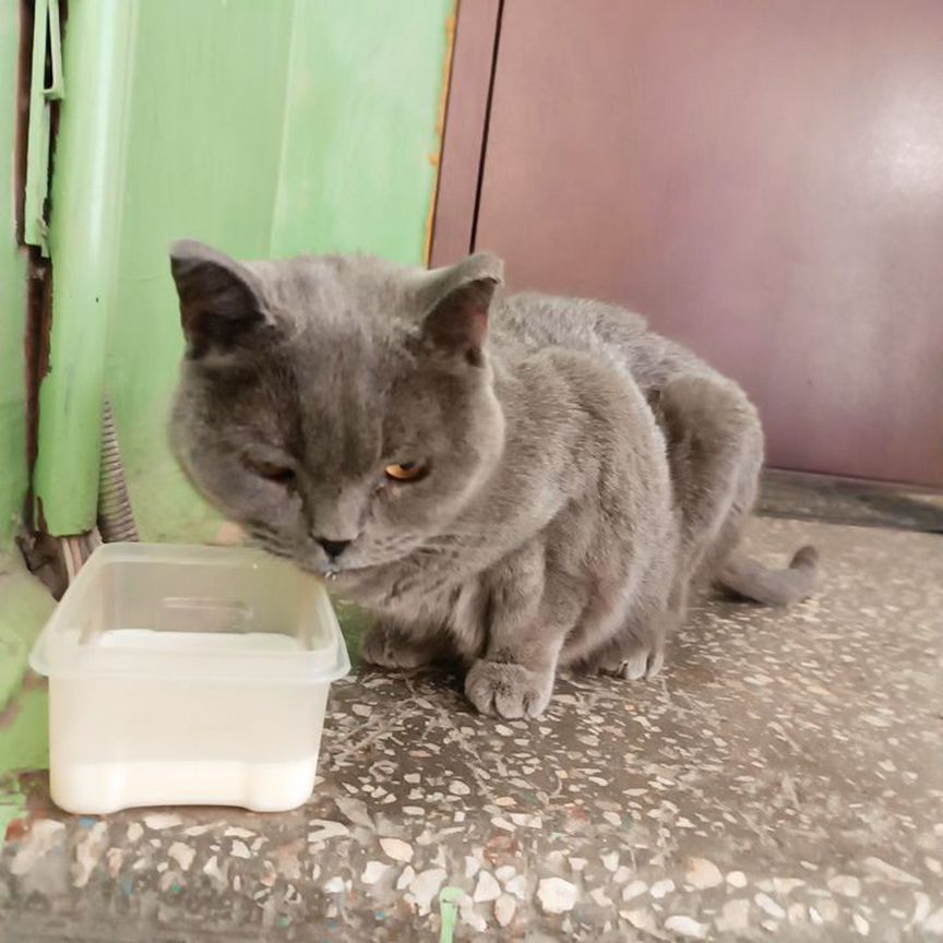Коты в добрые руки