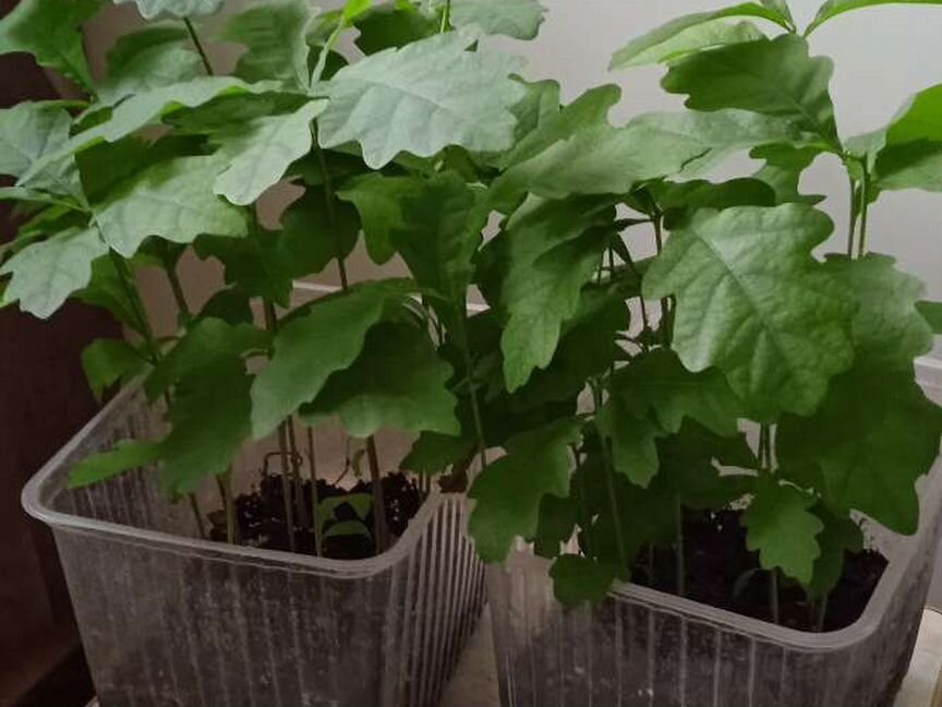 Жёлуди, корм палочникам