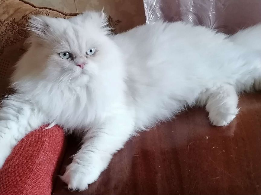 Персидский кот, вязка