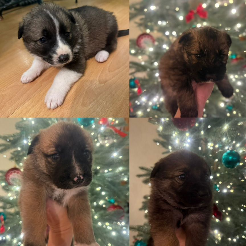 Среднеазиатская овчарка, щенок