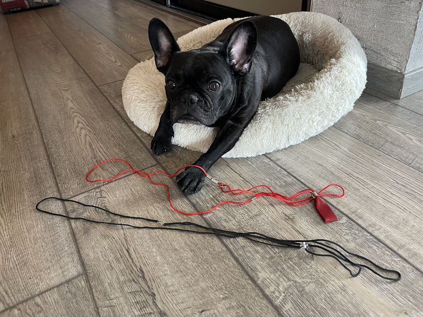 Ринговка для собак