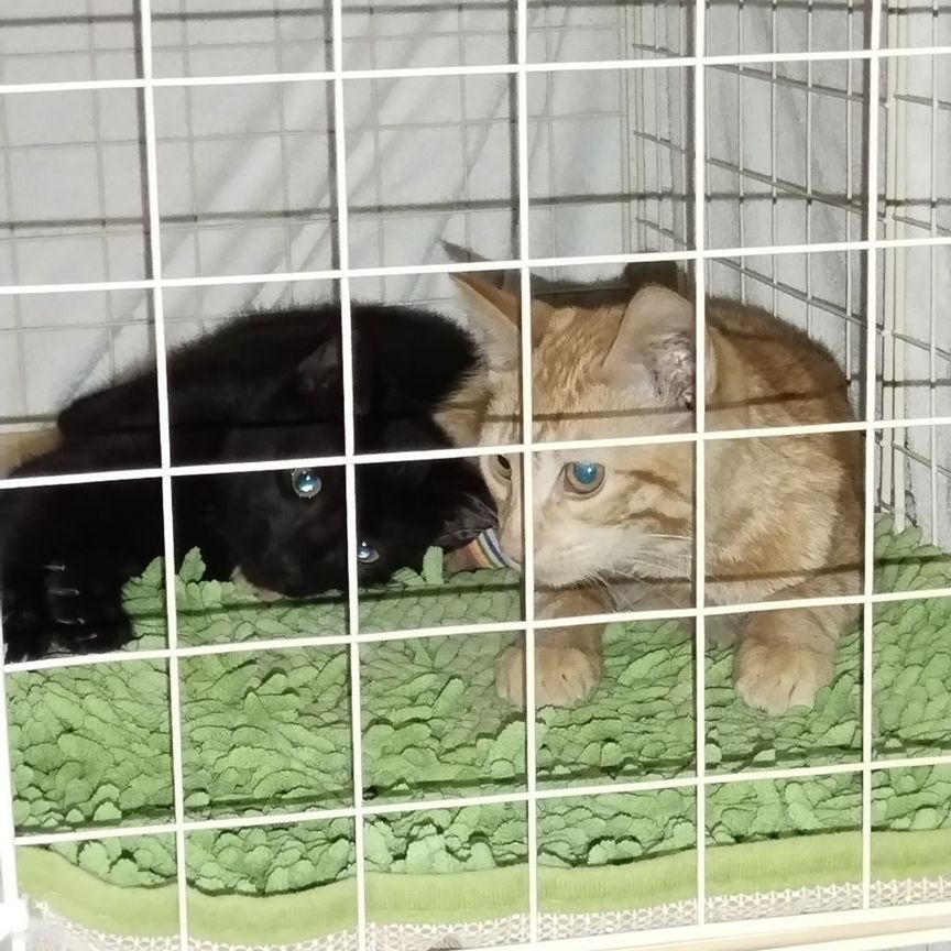 Котята в добрые руки бесплатно