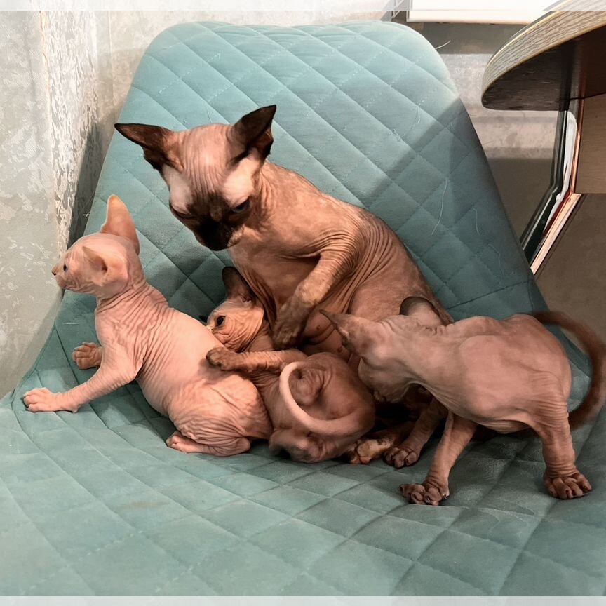 Канадский сфинкс котёнок