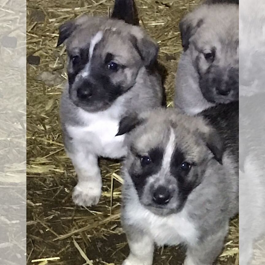 Щенок в добрые руки