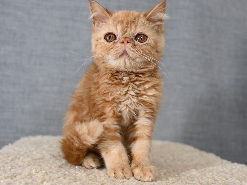 Рыжий экзотический короткошерстный котенок - мальч