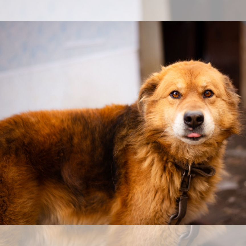 Взрослый пёс в добрые руки