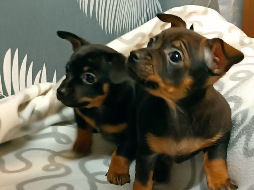 Щенки русского той - терьера