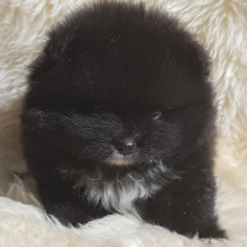 Померанский шпиц, щенок