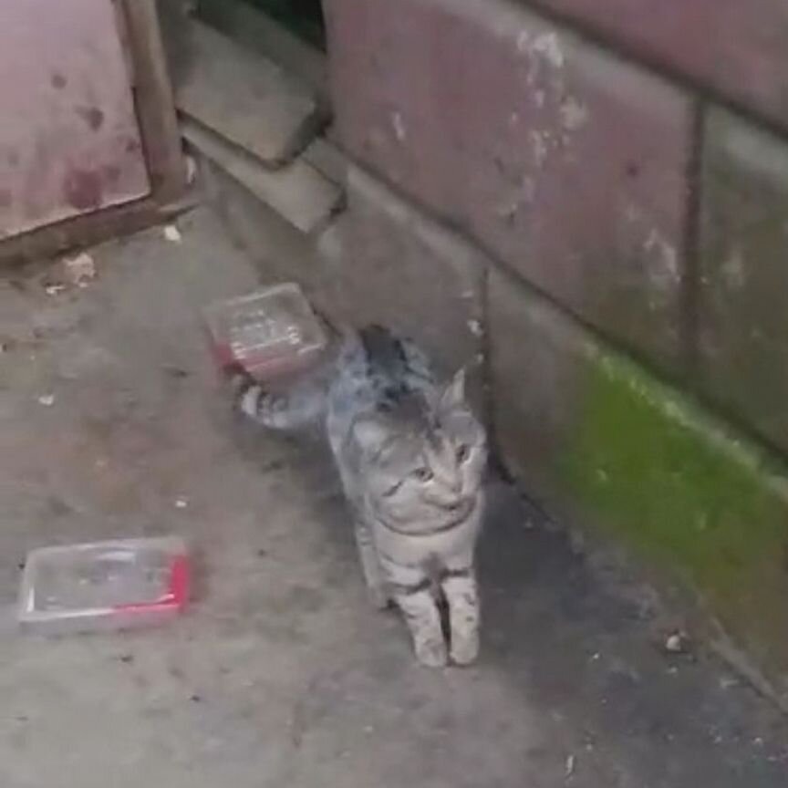 Котик в добрые руки