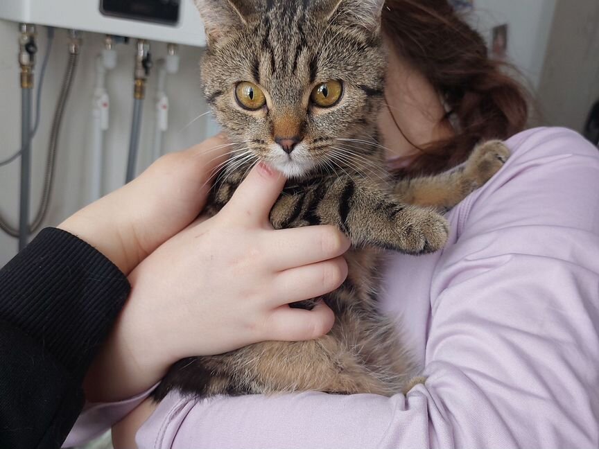 Кошка