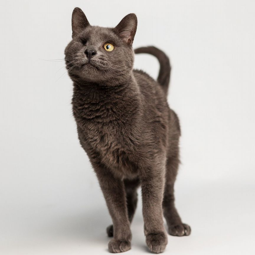 Ласковый котик ищет семью