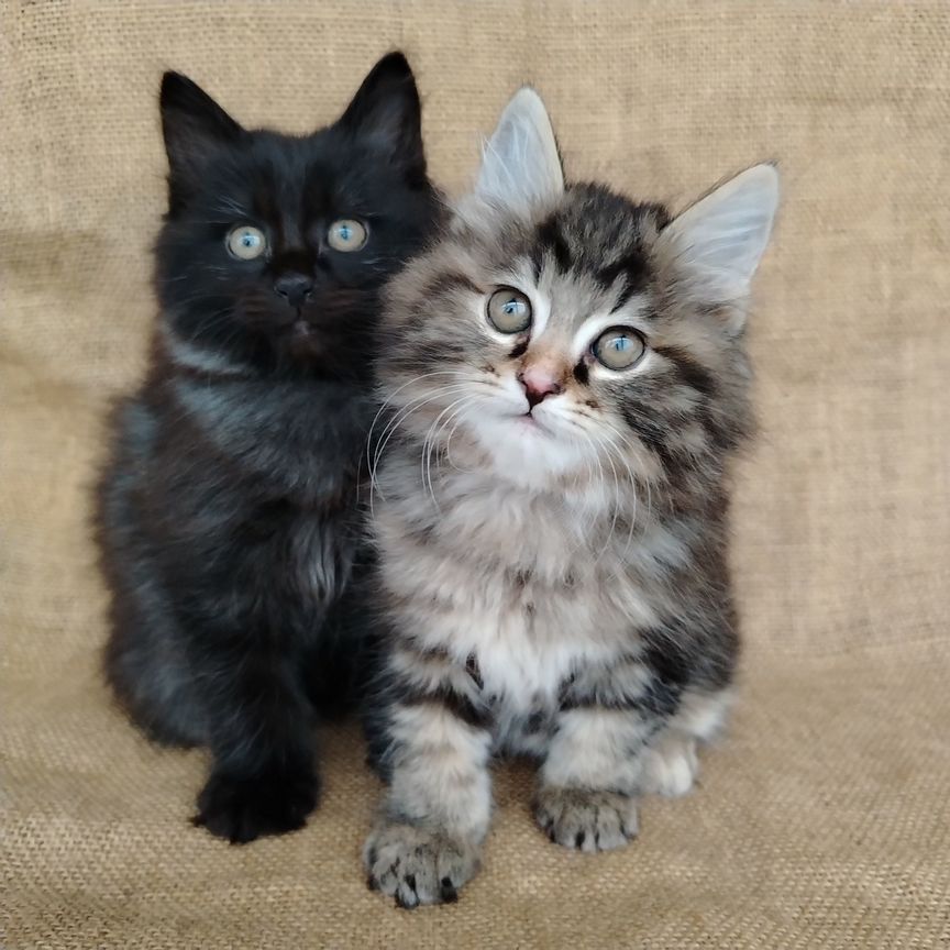 Котята курбобики
