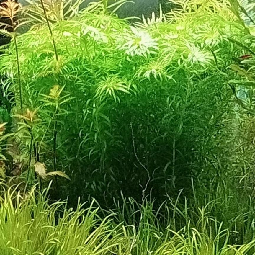 Растения для аквариума