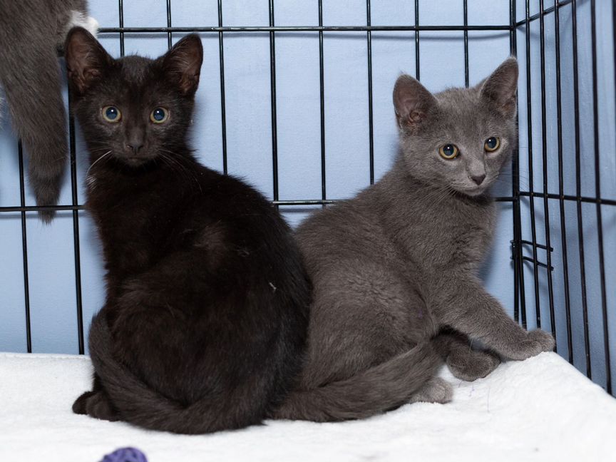 Котята Фома и Ерёма