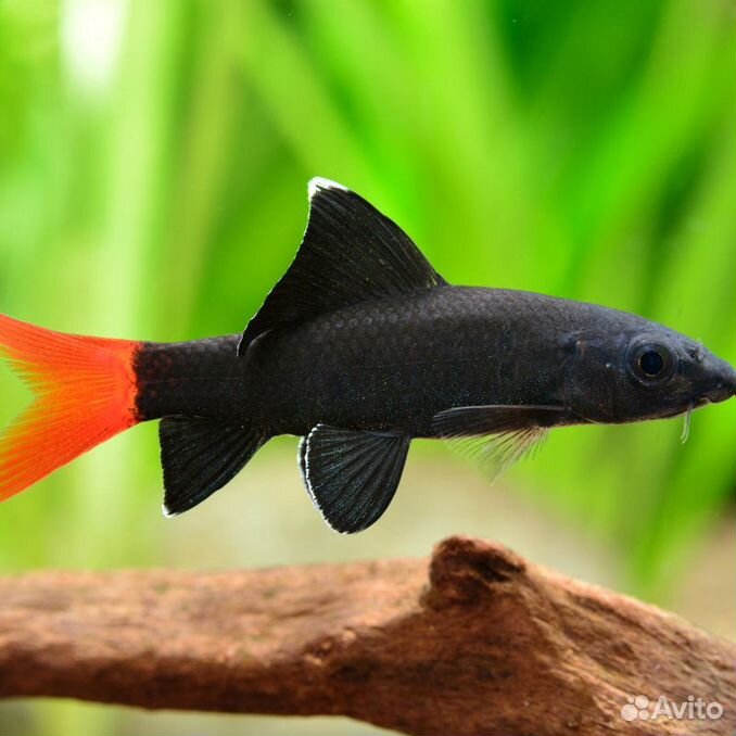 Лабео Биколор (M) (арт 2029)