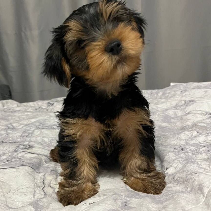 Йоркширский терьер, щенок