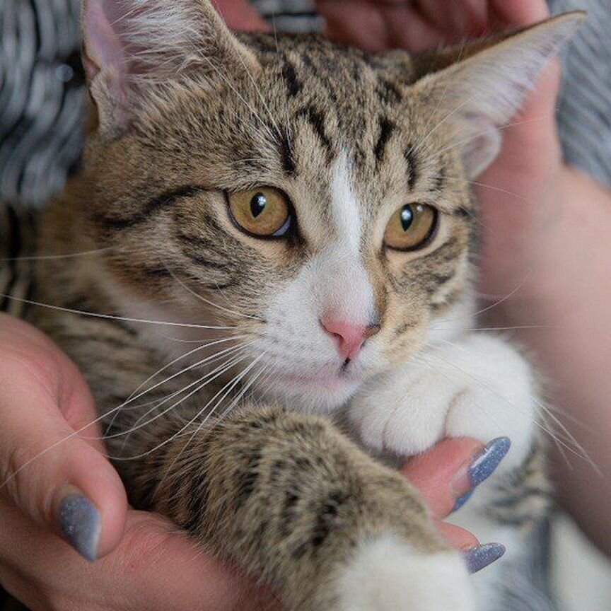 Добрый котик ищет дом