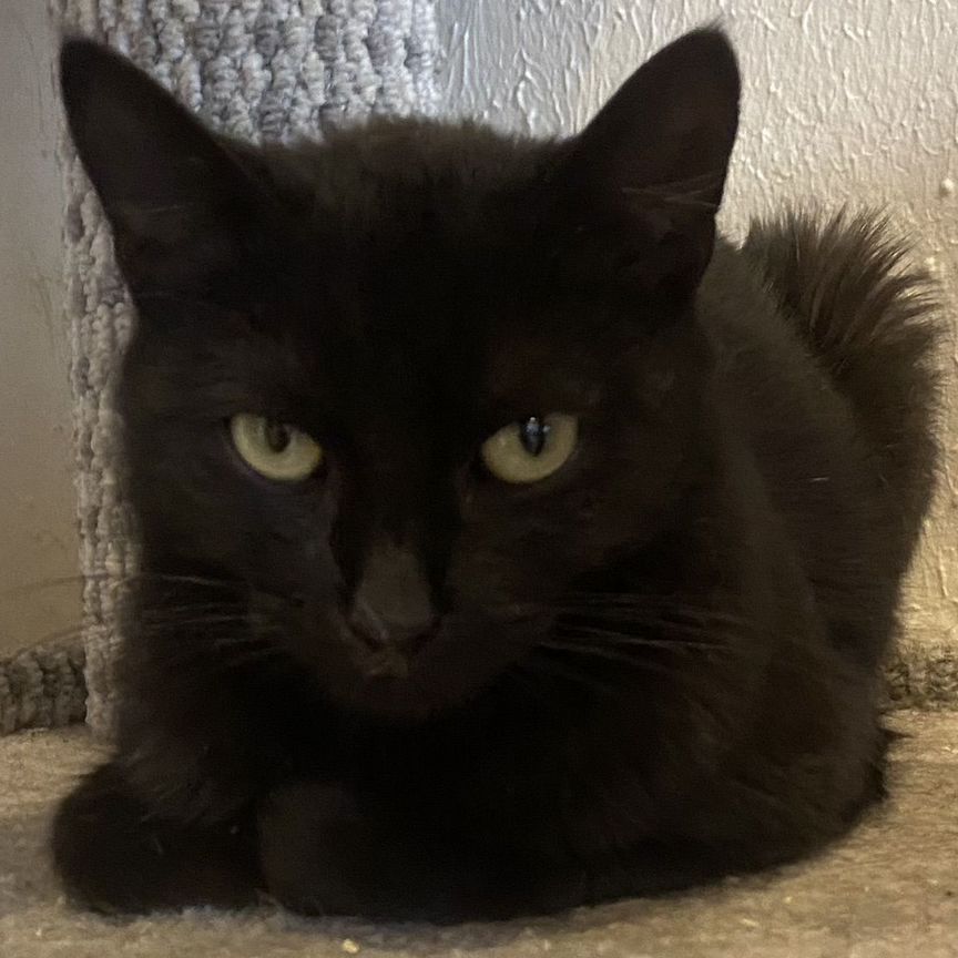 Кошка Черничка