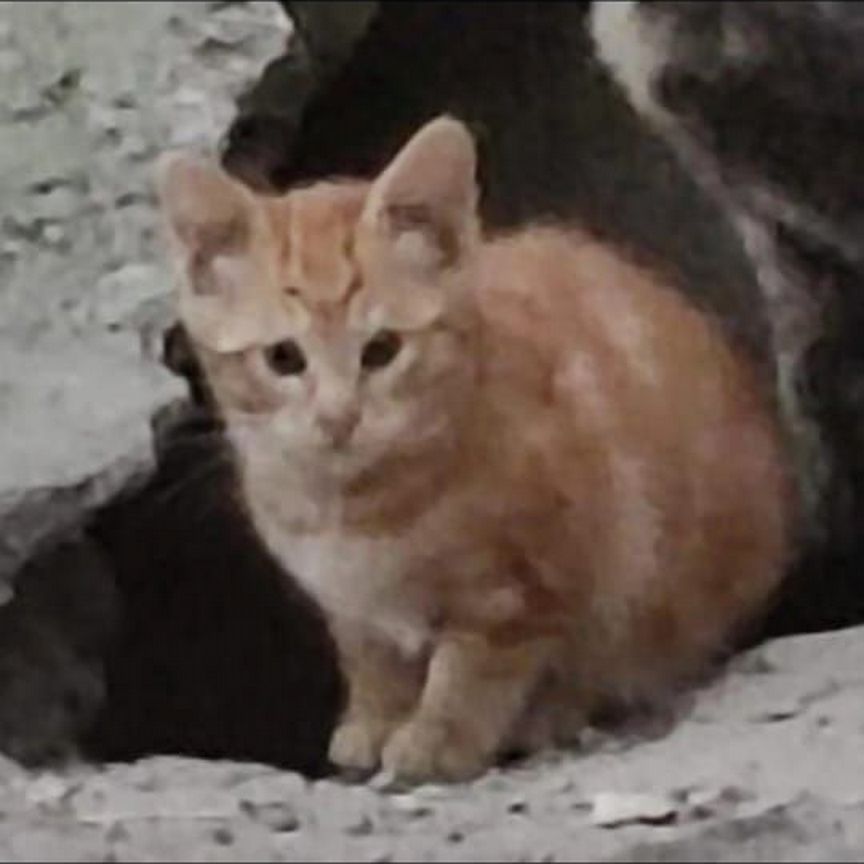Рыжий котенок