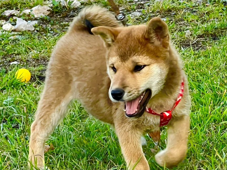 Сиба мальчик