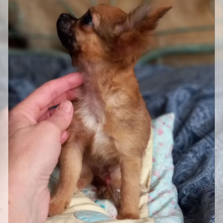 Чихуахуа д/ш мальчик