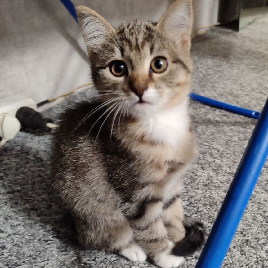 Котёнок