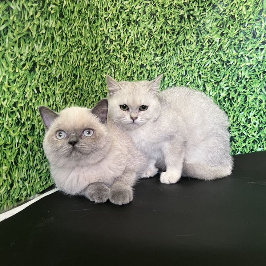 Шиншиллы бритпнские